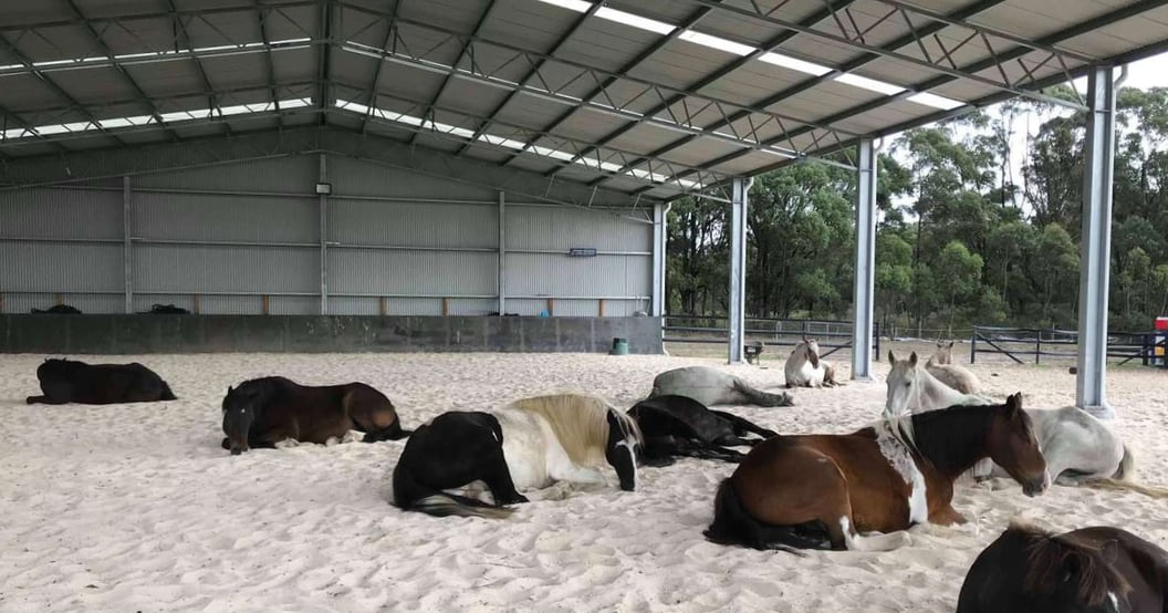 Horse Arena Size Guide: Best Dimensions for Every Use